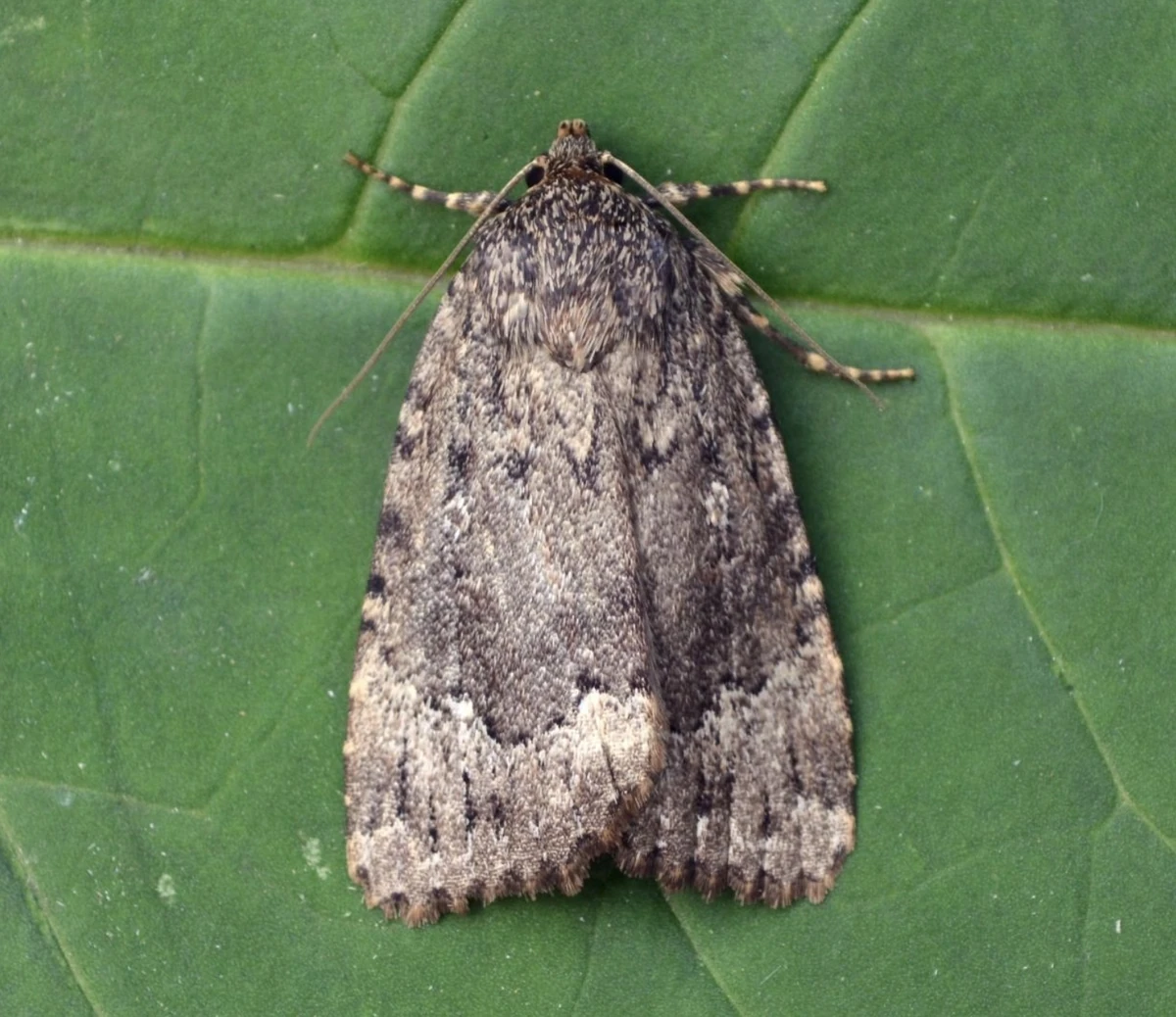 Copper underwing | NatureRules1 Wiki | Fandom
