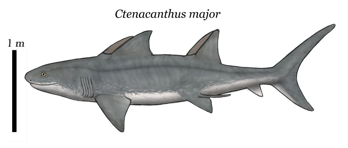 Ctenacanthus | NatureRules1 Wiki | Fandom