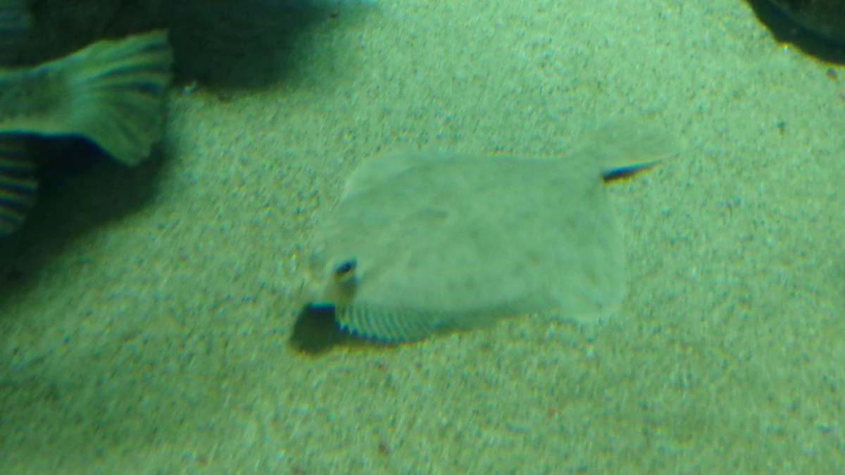 European Plaice | NatureRules1 Wiki | Fandom