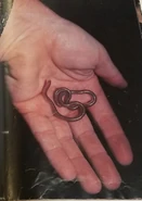 Texas Blind Snake | NatureRules1 Wiki | Fandom