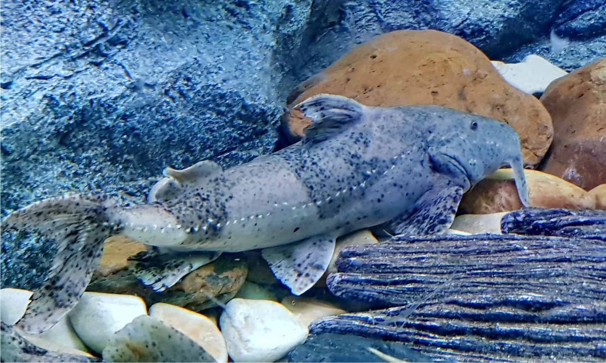 Goonch | NatureRules1 Wiki | Fandom