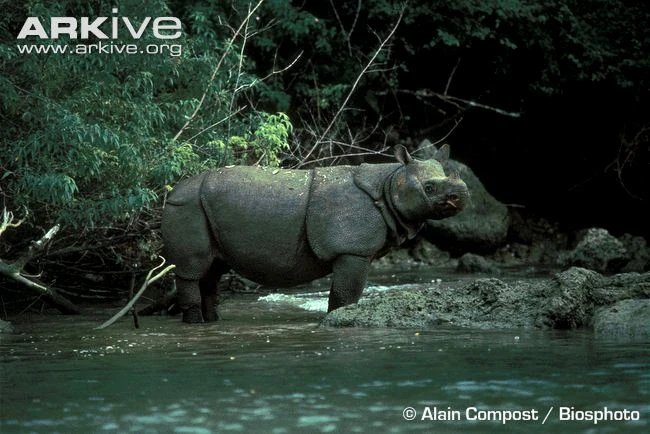 Javan Rhinoceros | NatureRules1 Wiki | Fandom