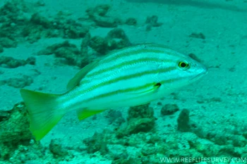 Spanish Flag Snapper | NatureRules1 Wiki | Fandom