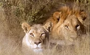 Transvaal Lion | NatureRules1 Wiki | Fandom