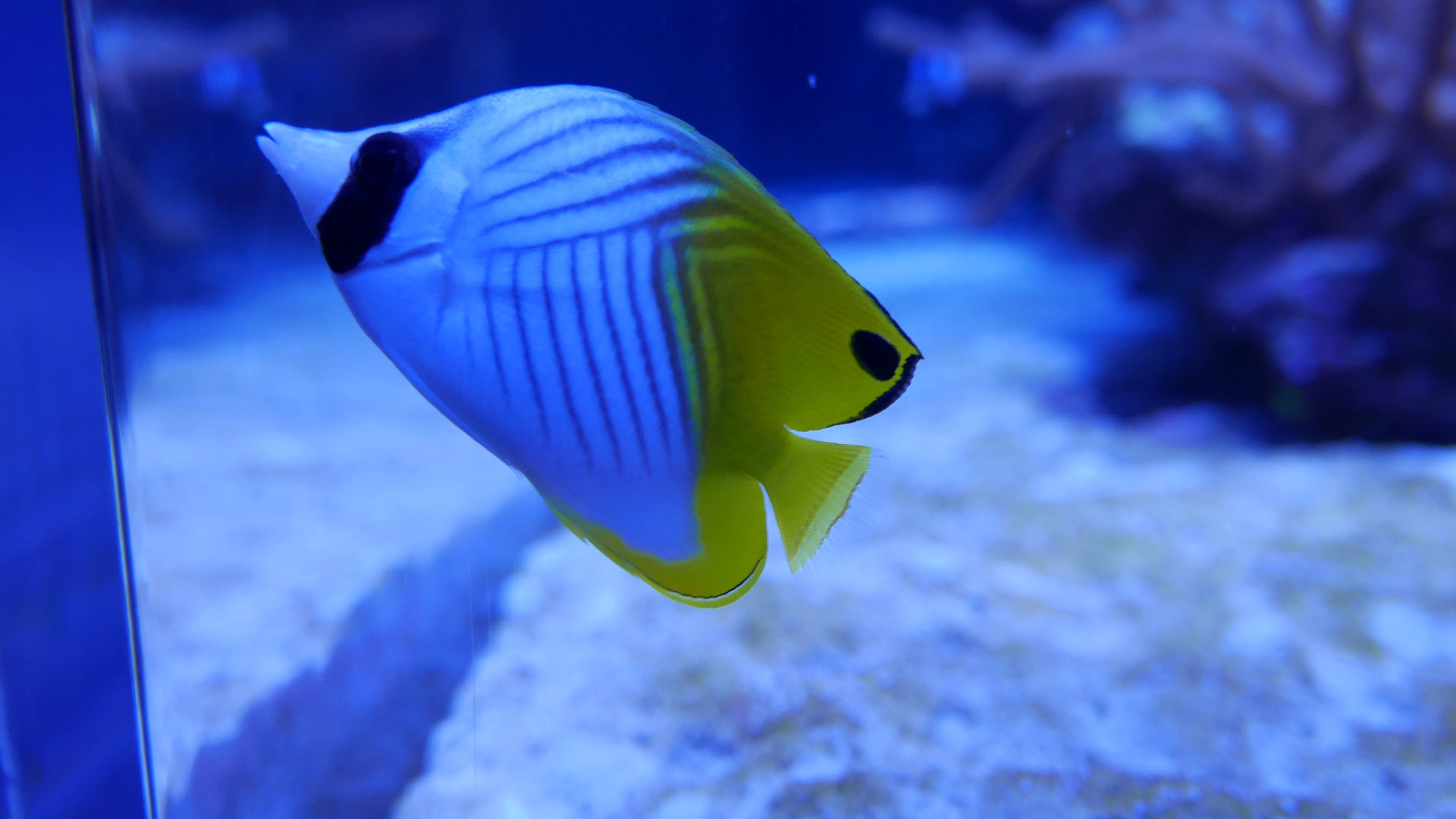 Threadfin Butterflyfish