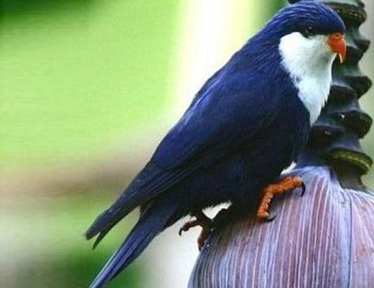 Category:French Polynesian Animals | NatureRules1 Wiki | Fandom