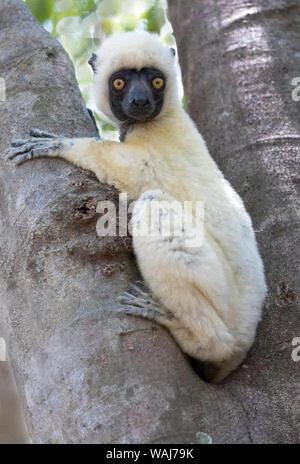 Von der Decken's Sifaka | NatureRules1 Wiki | Fandom