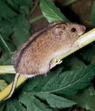 Northern Birch Mouse | NatureRules1 Wiki | Fandom
