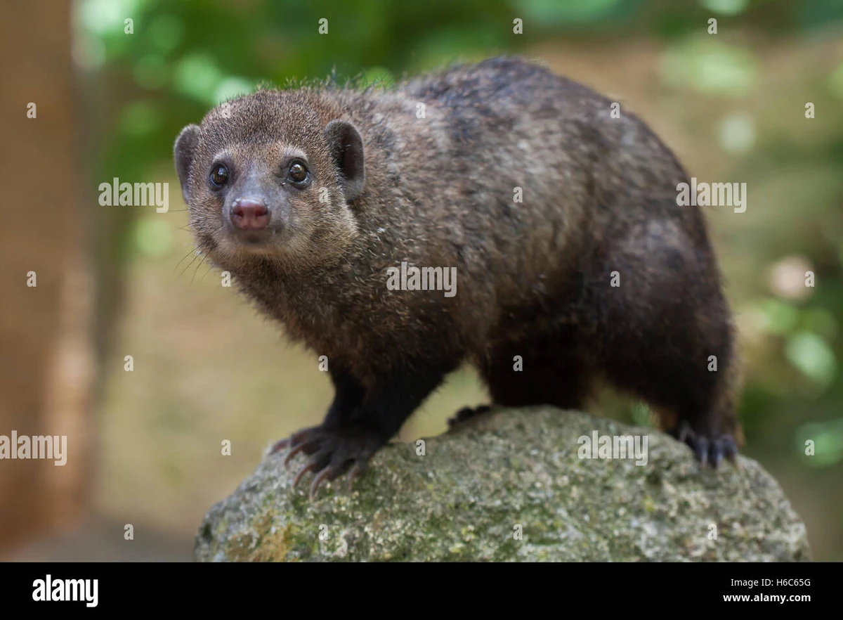 Common Kusimanse | NatureRules1 Wiki | Fandom