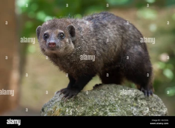 Common Kusimanse | NatureRules1 Wiki | Fandom