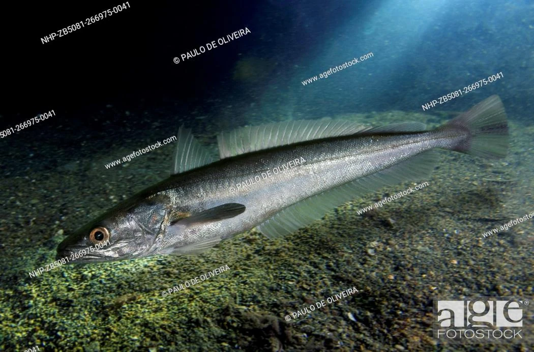 European Hake | NatureRules1 Wiki | Fandom