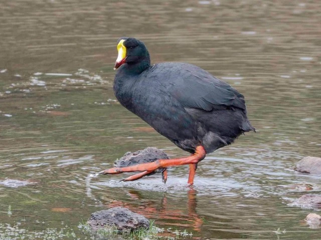 Giant Coot | NatureRules1 Wiki | Fandom
