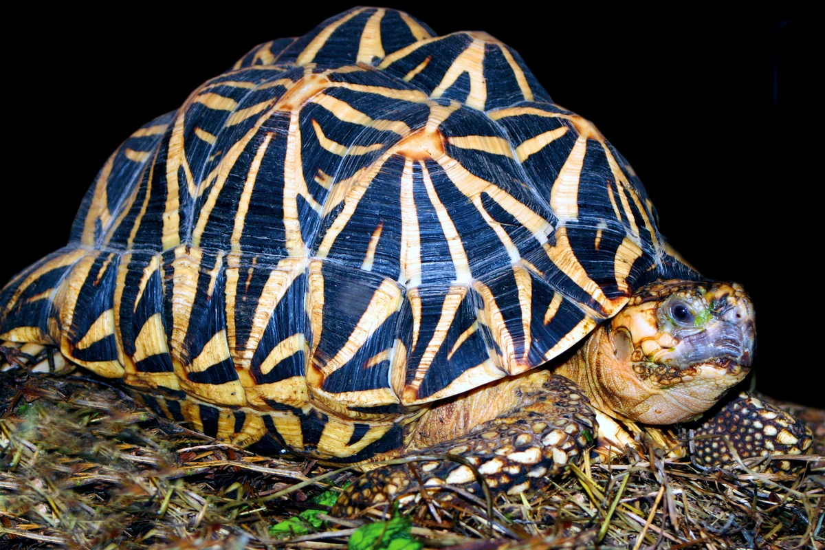 Indian Star Tortoise | NatureRules1 Wiki | Fandom