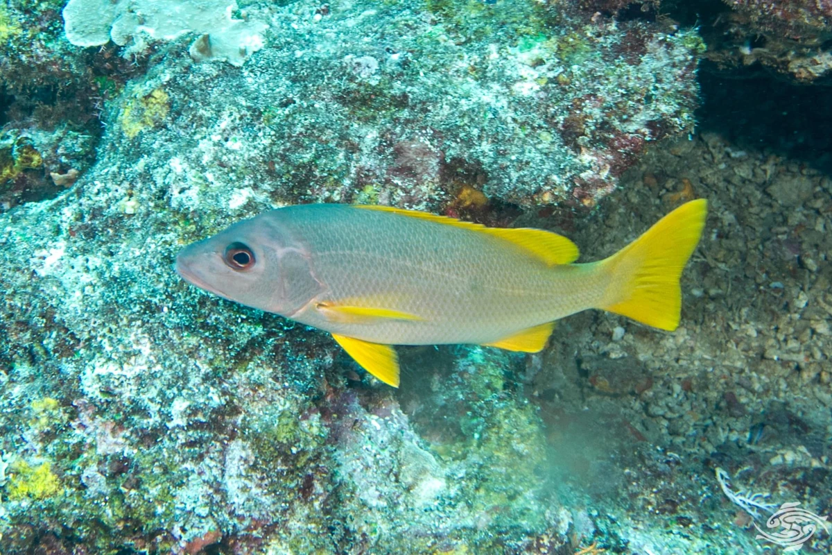 One-spot Snapper | NatureRules1 Wiki | Fandom