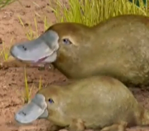 Strange Creatures by David Peters | NatureRules1 Wiki | Fandom