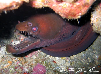 Viper Moray | NatureRules1 Wiki | Fandom