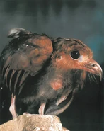 Oilbird | NatureRules1 Wiki | Fandom