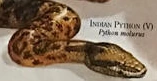 Indian Python | NatureRules1 Wiki | Fandom