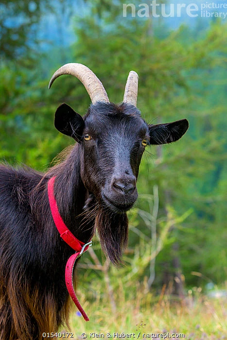 Domestic Goat | NatureRules1 Wiki | Fandom
