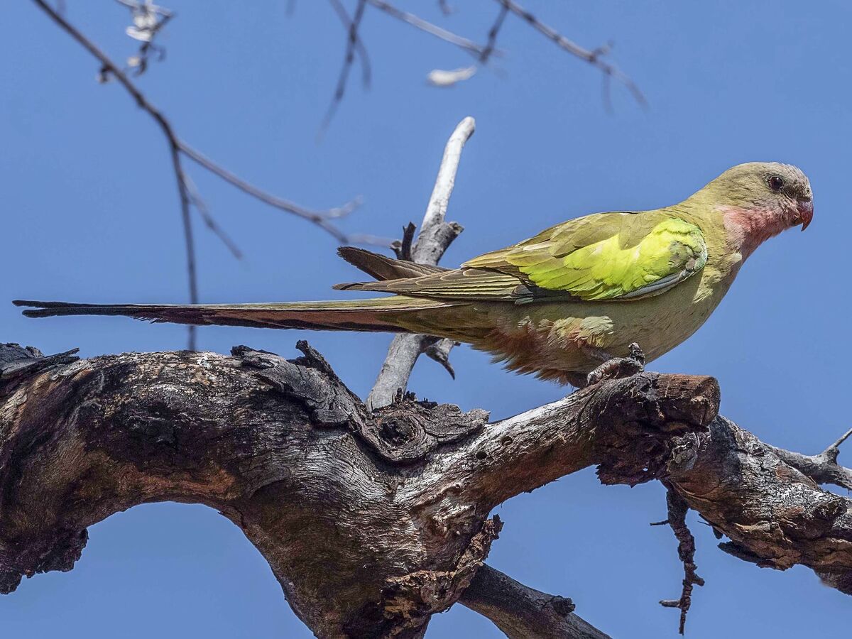 Princess Parrot | NatureRules1 Wiki | Fandom