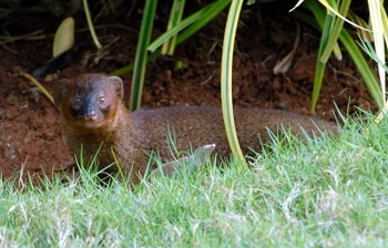 Javan Mongoose | NatureRules1 Wiki | Fandom