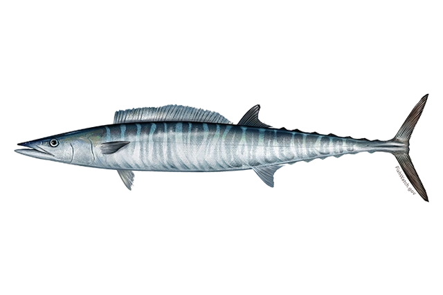 Wahoo | NatureRules1 Wiki | Fandom