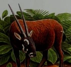 Saola | NatureRules1 Wiki | Fandom
