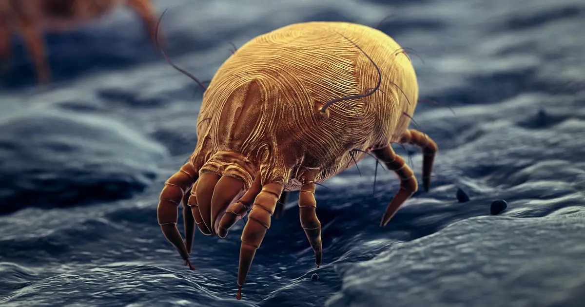 Category:Mites | NatureRules1 Wiki | Fandom