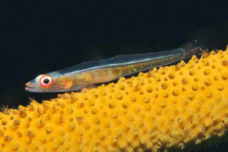 Large Whip Goby | NatureRules1 Wiki | Fandom