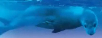 Sharks and Predators of the Deep | NatureRules1 Wiki | Fandom