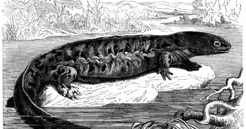 Trinity Alps Giant Salamander | NatureRules1 Wiki | Fandom