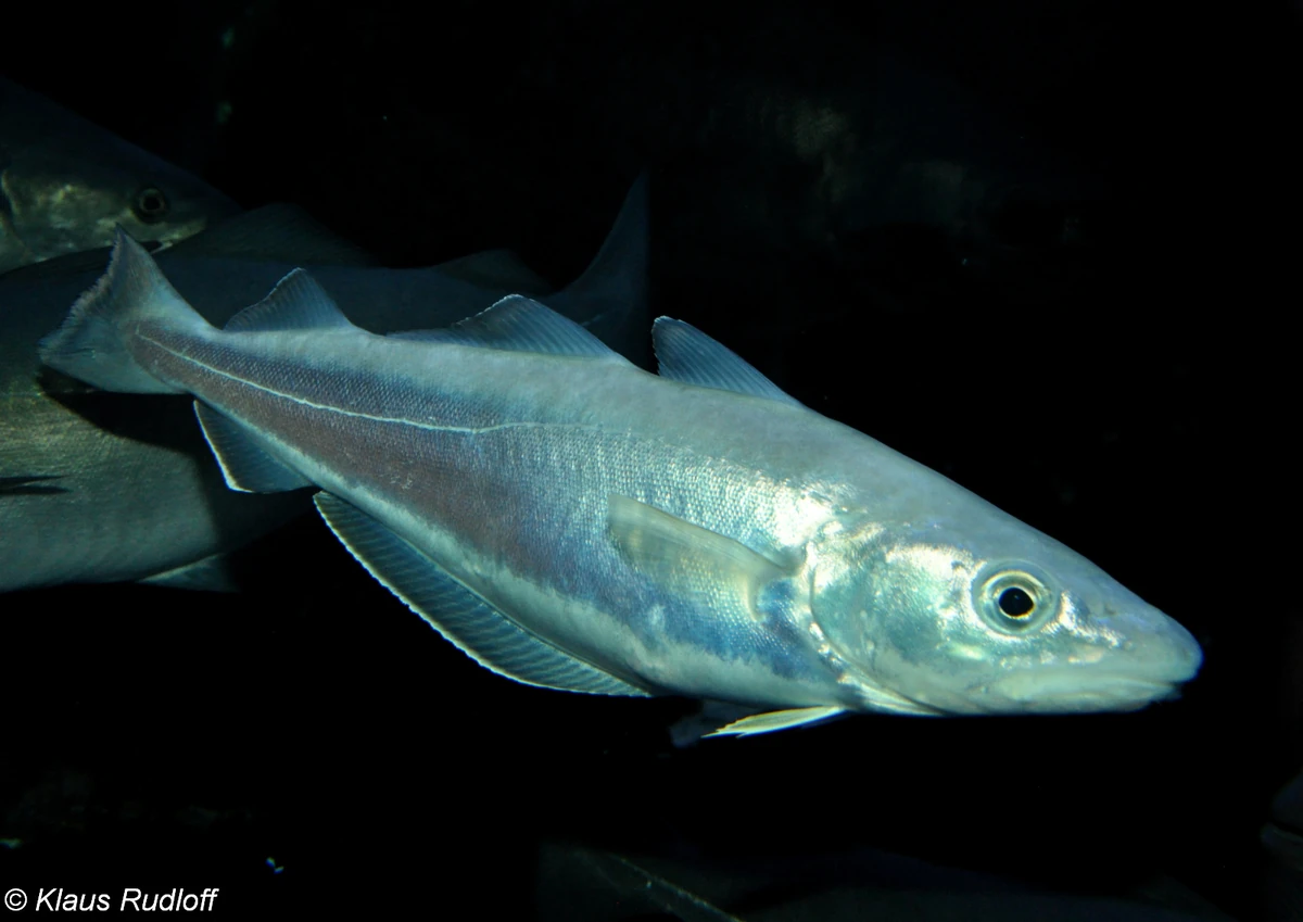 Whiting | NatureRules1 Wiki | Fandom