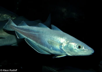 Whiting | NatureRules1 Wiki | Fandom