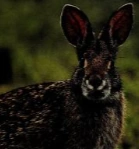 Swamp Rabbit | NatureRules1 Wiki | Fandom