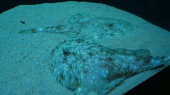 Yellow Goosefish | NatureRules1 Wiki | Fandom