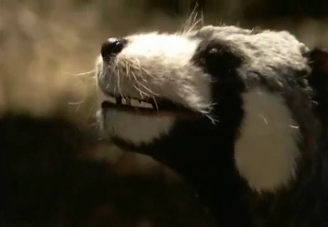 Didelphodon | NatureRules1 Wiki | Fandom