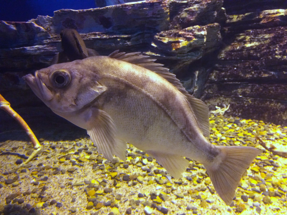 Goldeye Rockfish | NatureRules1 Wiki | Fandom
