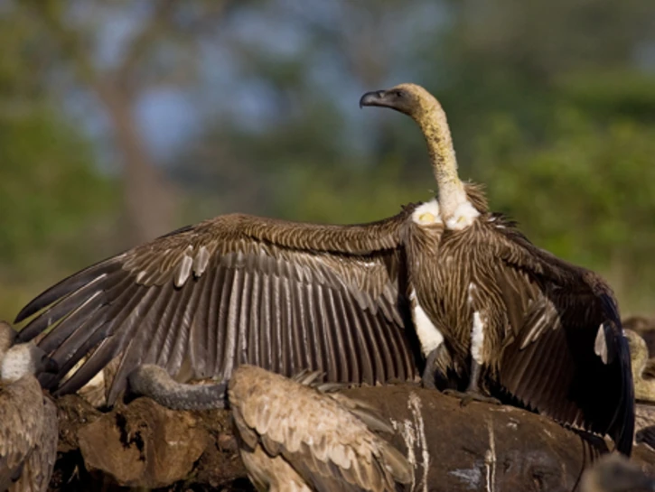 Category:Vultures | NatureRules1 Wiki | Fandom