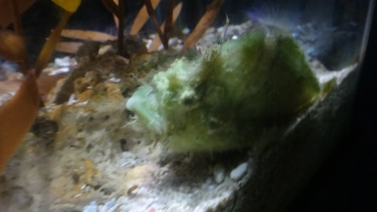 Longlure Frogfish | NatureRules1 Wiki | Fandom