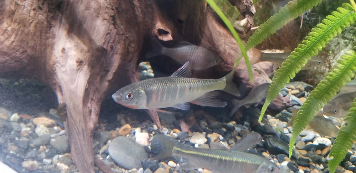 Pale Chub | NatureRules1 Wiki | Fandom