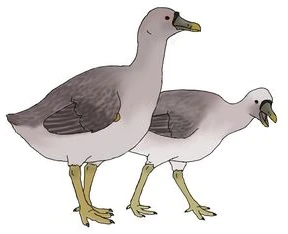 Rodrigues Solitaire | NatureRules1 Wiki | Fandom