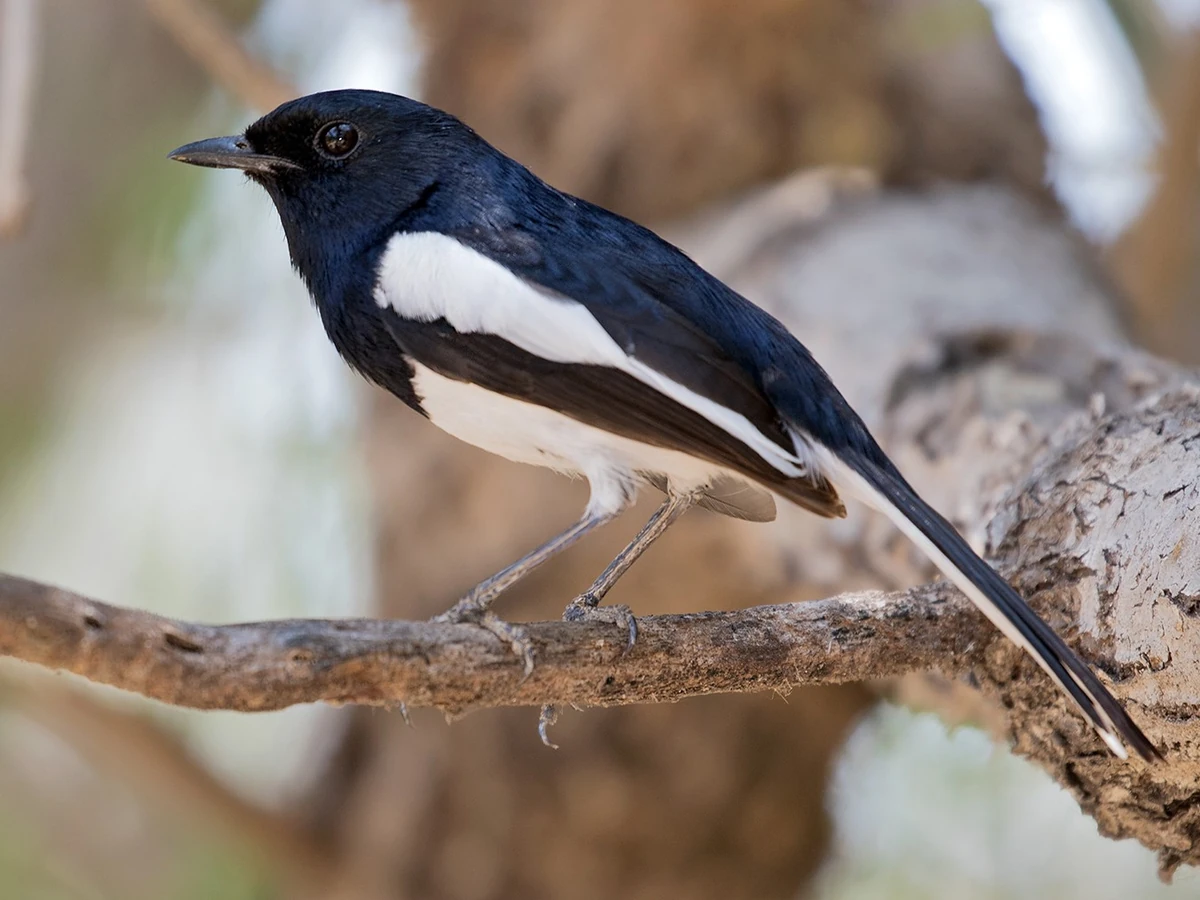 Madagascar Magpie-robin | NatureRules1 Wiki | Fandom