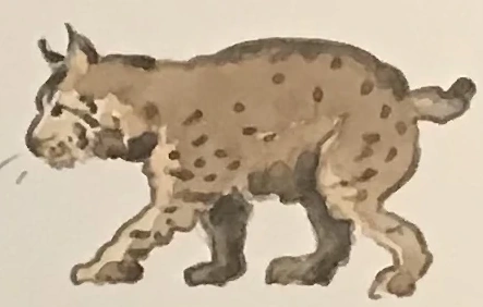 Bobcat/Books | NatureRules1 Wiki | Fandom