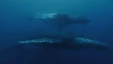 Earth (2007) | NatureRules1 Wiki | Fandom