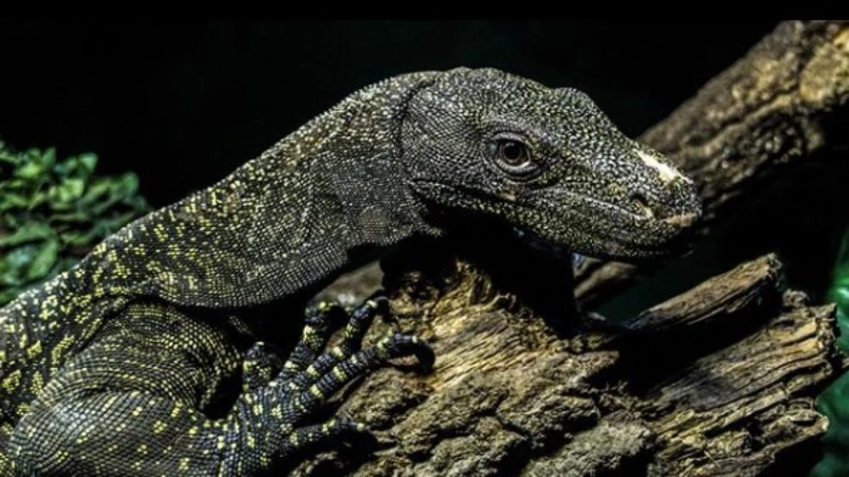 Full Grown Crocodile Monitor