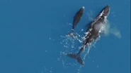 Humpback Whale | NatureRules1 Wiki | Fandom