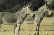 African Wild Ass | NatureRules1 Wiki | Fandom