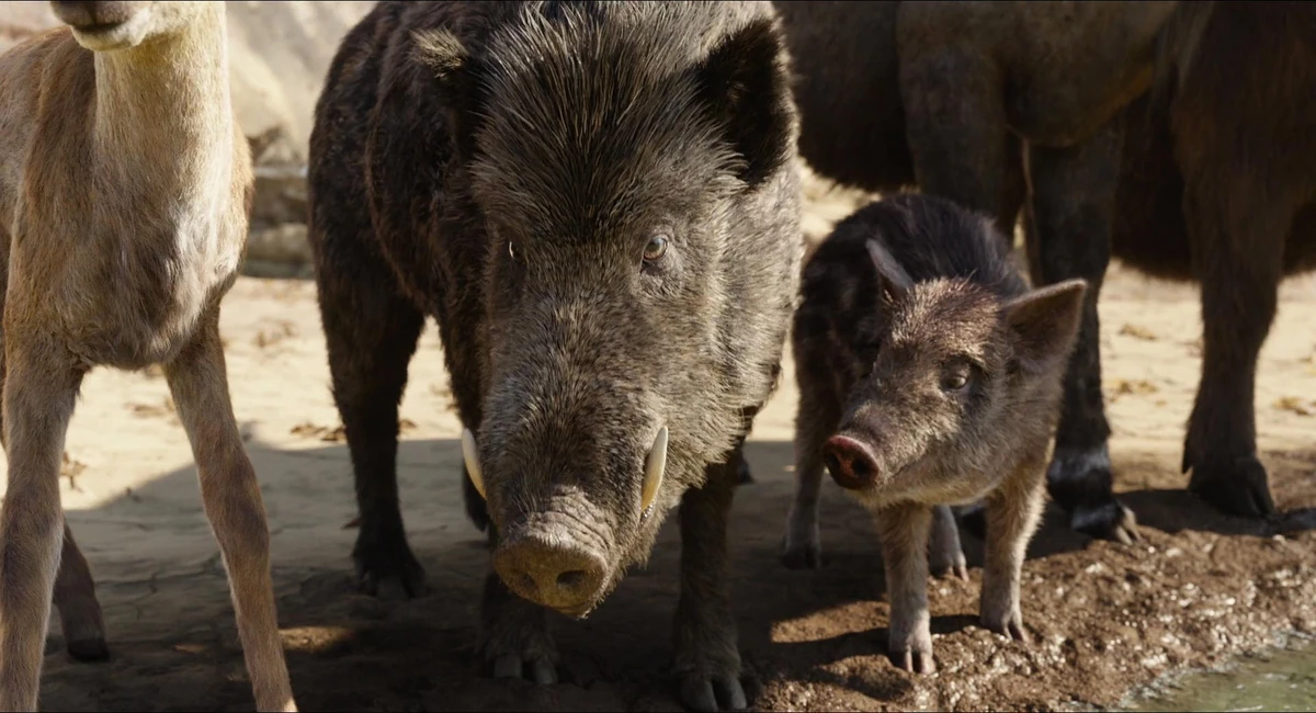 Indian Boar | NatureRules1 Wiki | Fandom