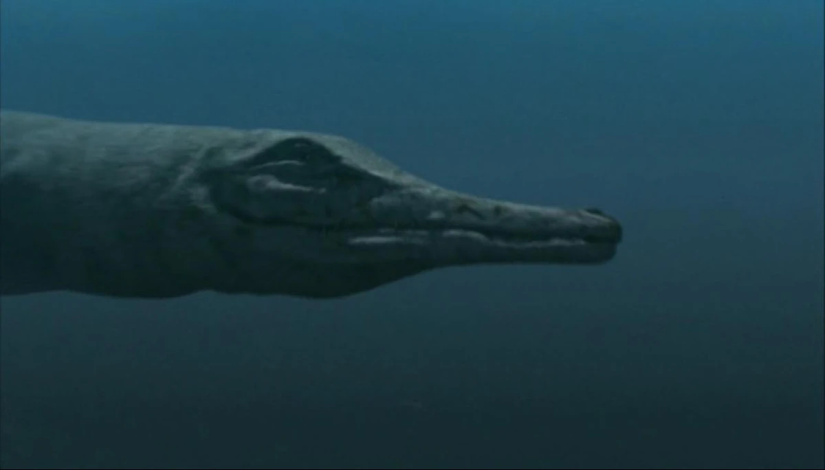 Metriorhynchus | NatureRules1 Wiki | Fandom