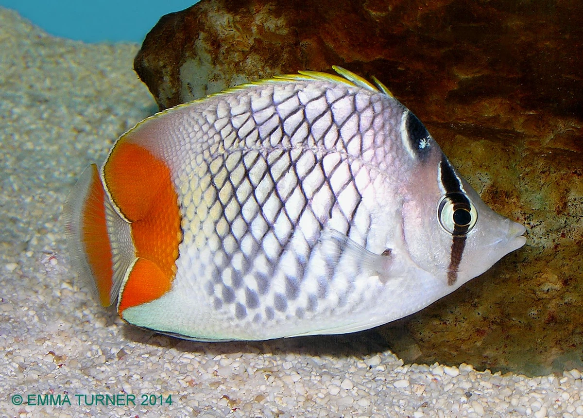 Pearlscale Butterflyfish | NatureRules1 Wiki | Fandom